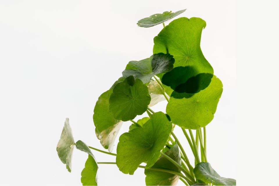 Centella Asiatica: proprietà e benefici in cosmesi » Moody Skin ...
